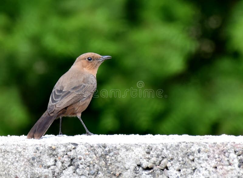 Sparrow bird on the wall stock photo. Image of sparrow - 126253114