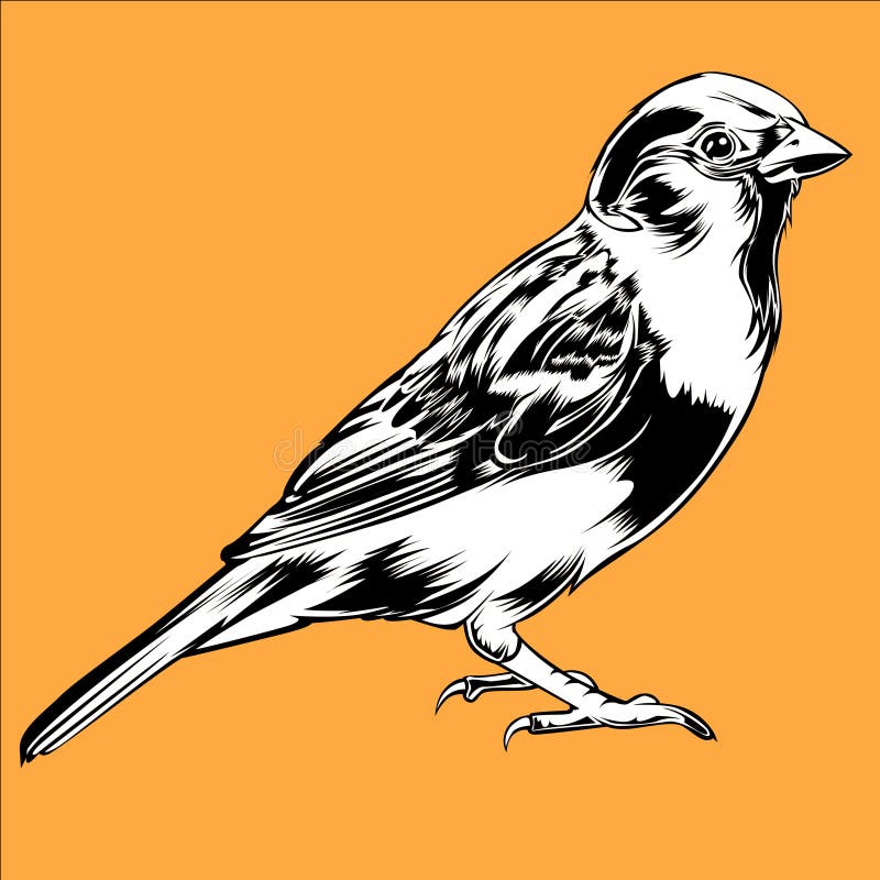 Sparrow Bird Wing Yellow Black Vector Stock Vector - Illustration of ...