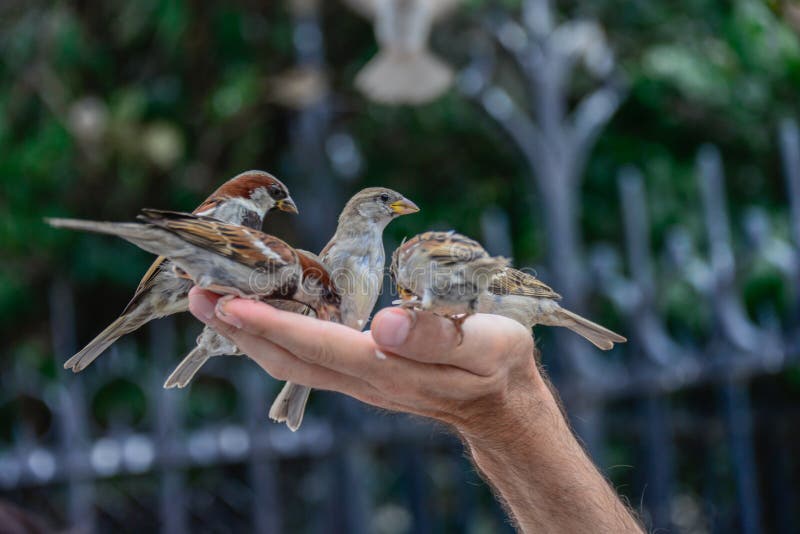 Sparrow Birds Picking Grains in Hand of a Man Stock Image - Image of ...