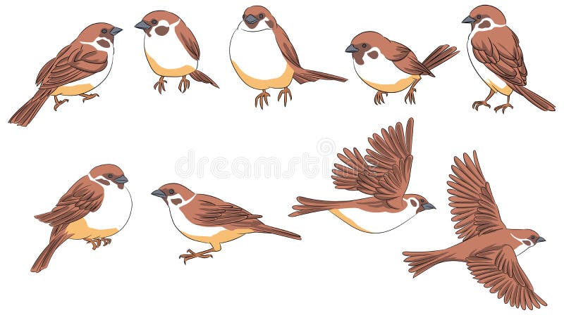 Sparrow Birds Set stock vector. Illustration of animal - 250836455