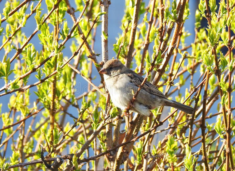Sparrow Birds on Tree Branch Stock Image - Image of view, leaf: 93165497