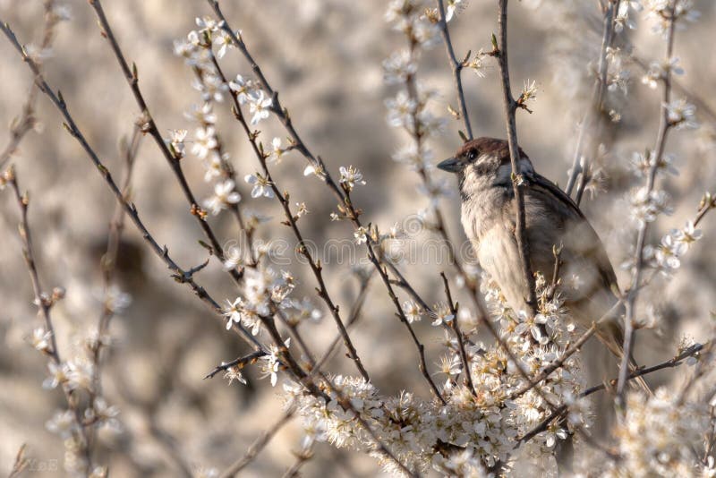 Sparrow on a Blossoming Branch in Spring. Stock Image - Image of beauty ...
