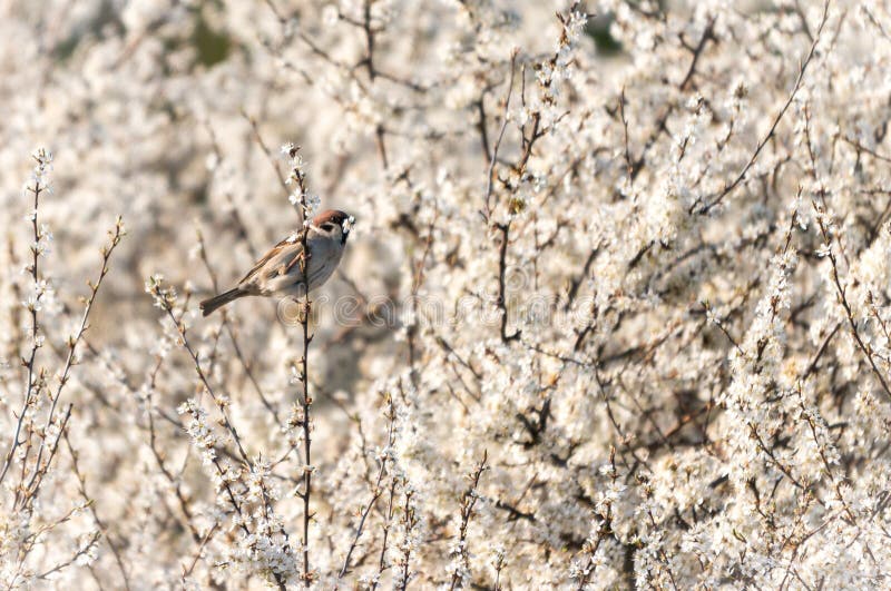 Sparrow on a Blossoming Branch in Spring. Stock Image - Image of beauty ...