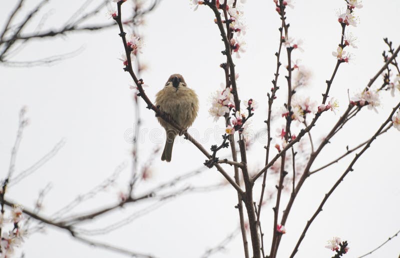 Sparrow on a Blossoming Branch in Spring. Stock Image - Image of beauty ...