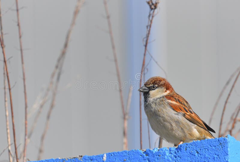 Sparrow on blue wall stock photo. Image of wildlife, sparrow - 87443022