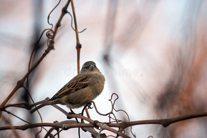 Sparrow on a branch stock photo. Image of nature, europe - 102773474