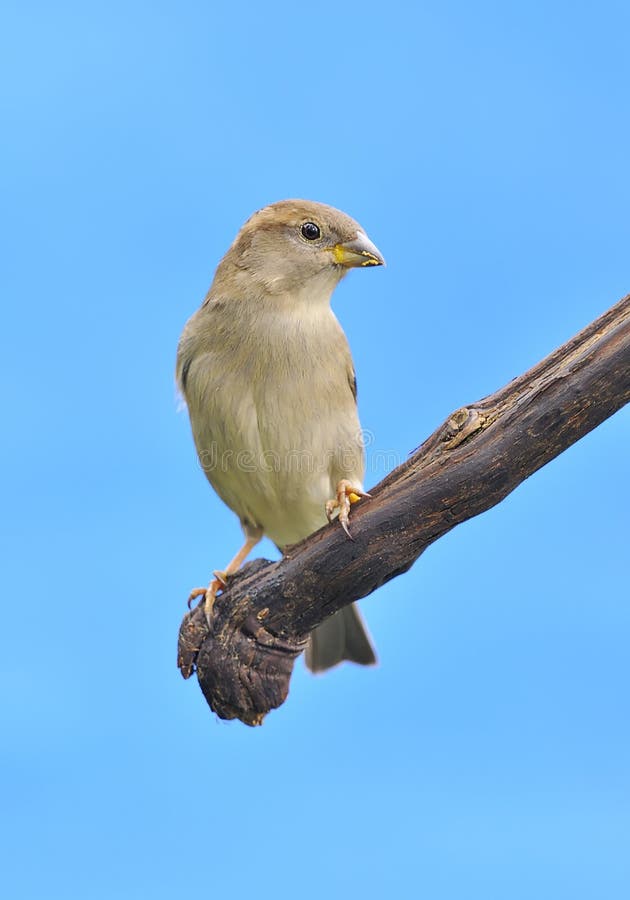Passer Domesticus. stock image. Image of passer, male - 29750493