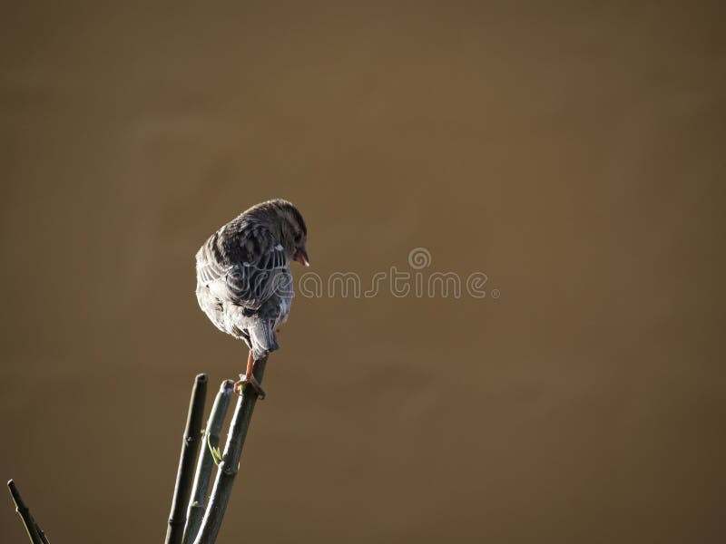 Nice Birdie stock image. Image of close, colorful, cute - 145120881