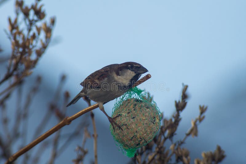 Sparrow on Branch in the Foreground Stock Photo - Image of fauna ...