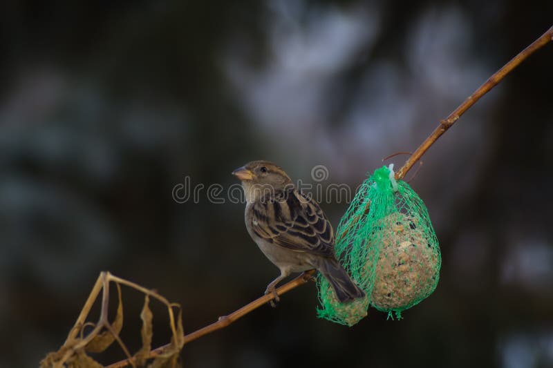 Sparrow on Branch in the Foreground Stock Image - Image of ball ...