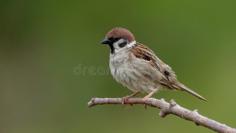 Sparrow on the Branch with Green Background Stock Photo - Image of ...