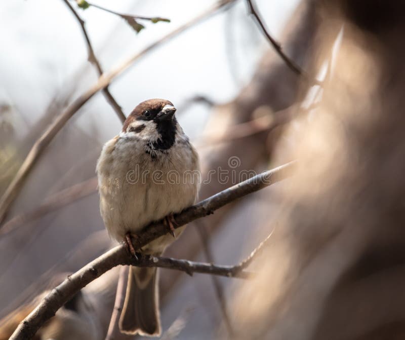 Sparrow on a Branch in the Spring Stock Image - Image of bird, titmouse ...