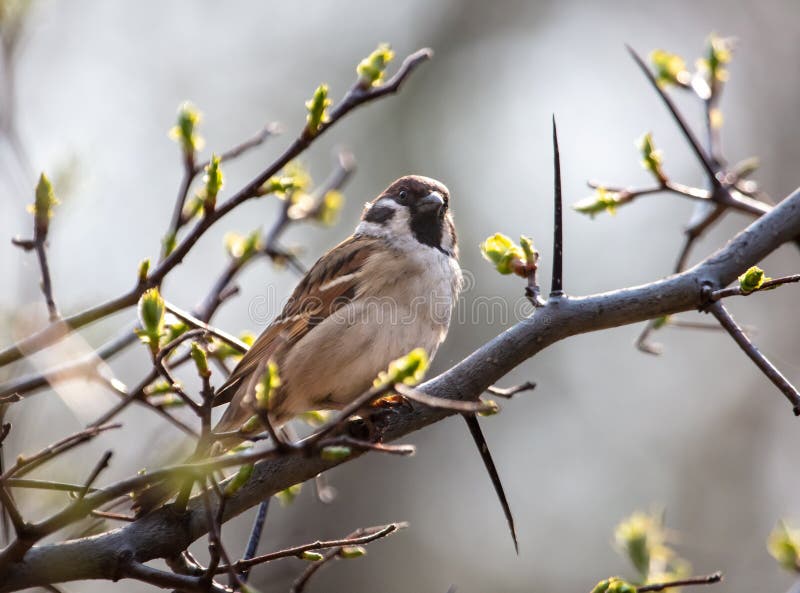 Sparrow on a Branch in the Spring Stock Image - Image of tree, nature ...