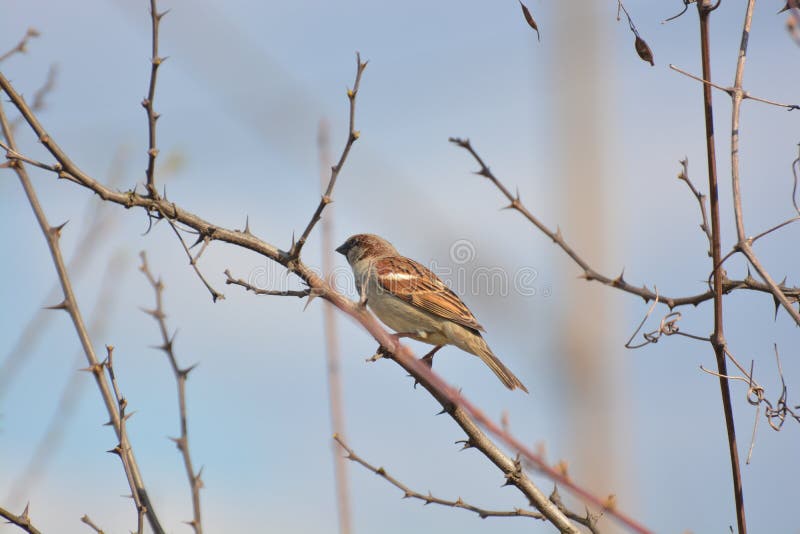 Sparrow on a spring willow stock photo. Image of outdoors - 68939144