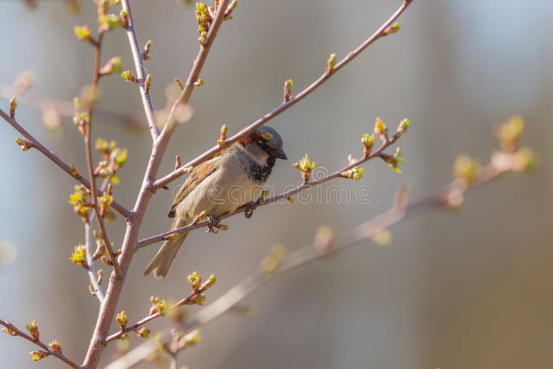 Sparrow in spring stock photo. Image of twig, sparrow - 113825558