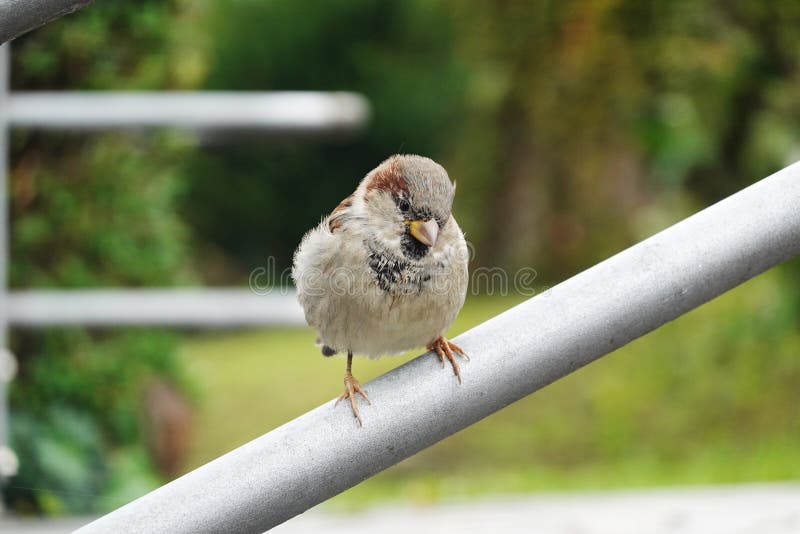 A Sparrow on a Branch in Spring Season Stock Image - Image of feather ...