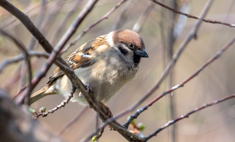 Sparrow on a Branch in the Spring Stock Photo - Image of twig, feathers ...