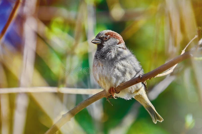 Sparrow on the Branch stock image. Image of plumage - 114247055