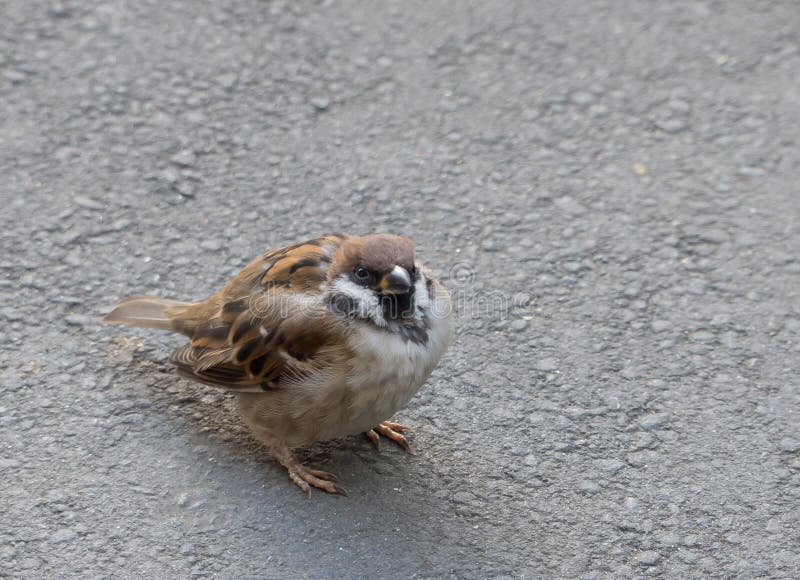 Sparrow stock photo. Image of japan, winter, motion, wildlife - 78591082