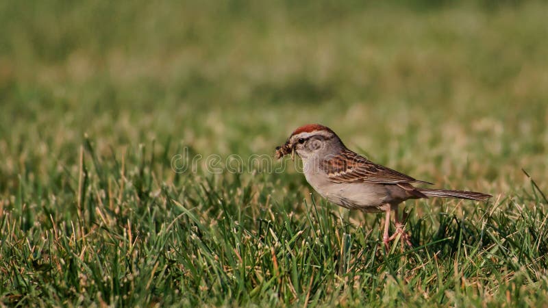 Sparrow with Bug on Grass stock photo. Image of insect - 349971502