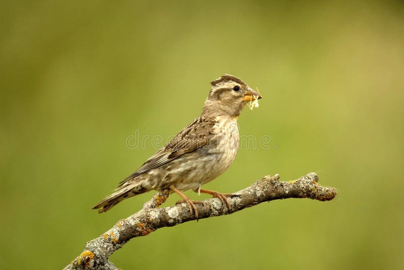 Sparrow building stock image. Image of natural, wing - 19020493