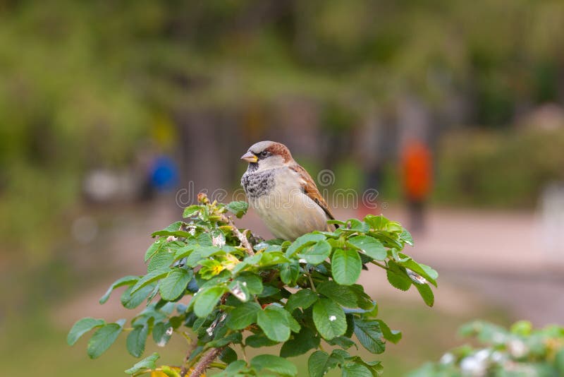 Sparrow on a bush in park stock photo. Image of wildlife - 23288372