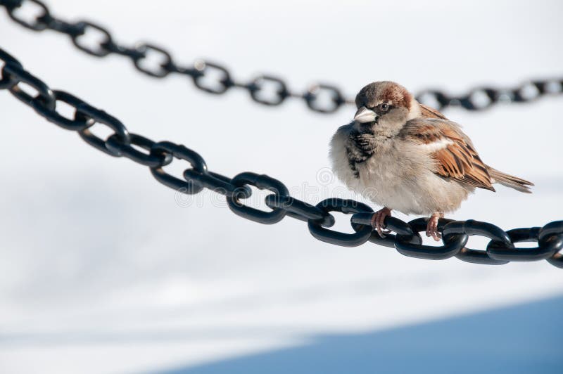 Sparrow on Chain stock photo. Image of united, chain - 13950054