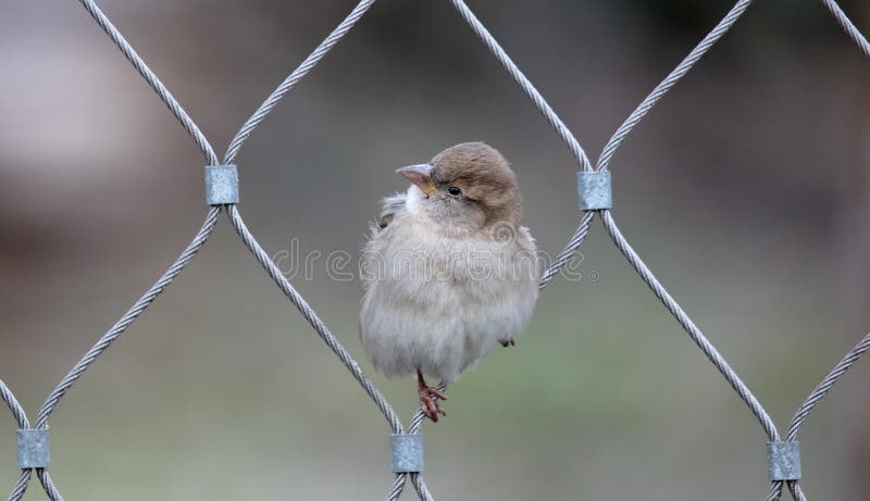 Sparrow on Chain Link Fence Stock Photo - Image of bird, wire: 171341802