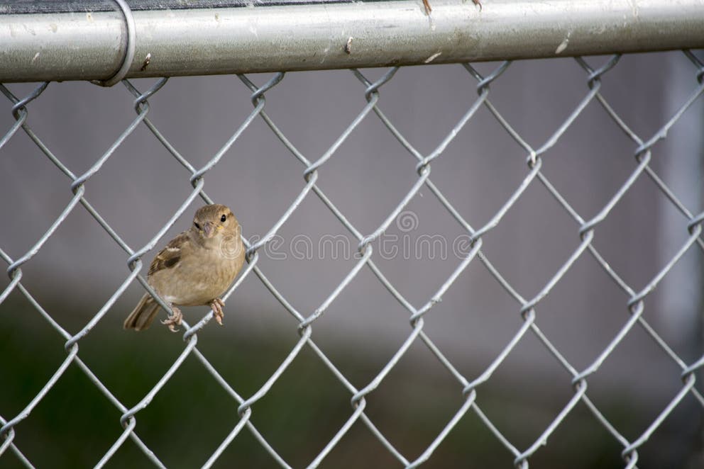 Sparrow on Chain Link Fence Stock Image - Image of alert, link: 121684983