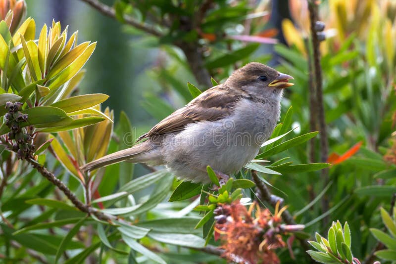 Sparrow Chick, Cute Fluffy Chick Sitting on Twig of Shrub. Stock Photo ...