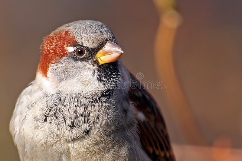 Sparrow close-up stock photo. Image of bird, brown, looks - 289728