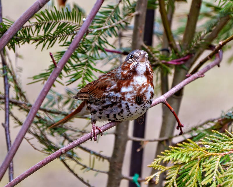 Sparrow Stock Photo and Image. Close Up Front View Perched on a Branch ...