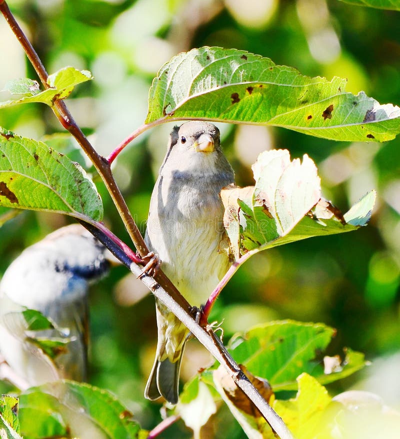 Sparrow stock photo. Image of sparrow, blue, outdoors - 34735368
