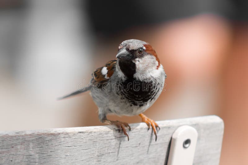 A sparrow stock image. Image of animal, feathers, nature - 100025759