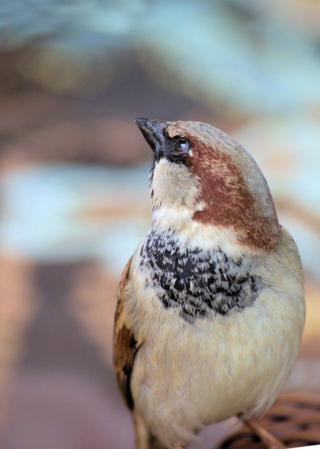 Sparrow Closeup stock photo. Image of predators, garden - 71290612