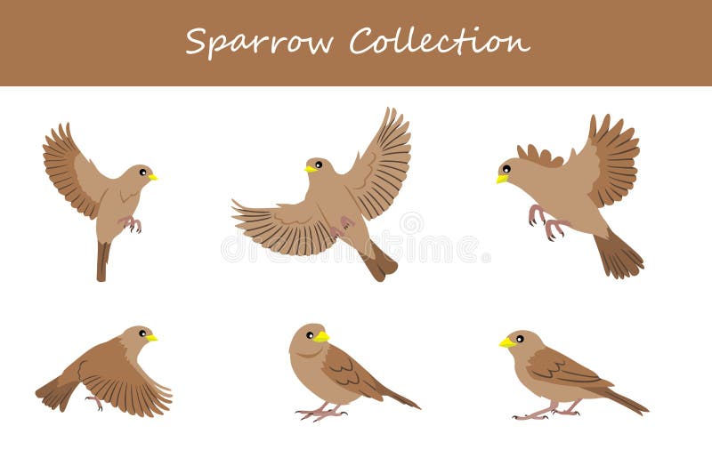Sparrow Collection. Sparrow in Different Poses. Vector Illustration ...