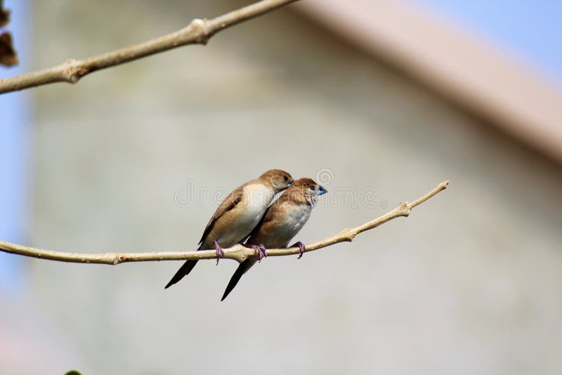 Sparrow couple on a wood stock photo. Image of reserve - 70820738
