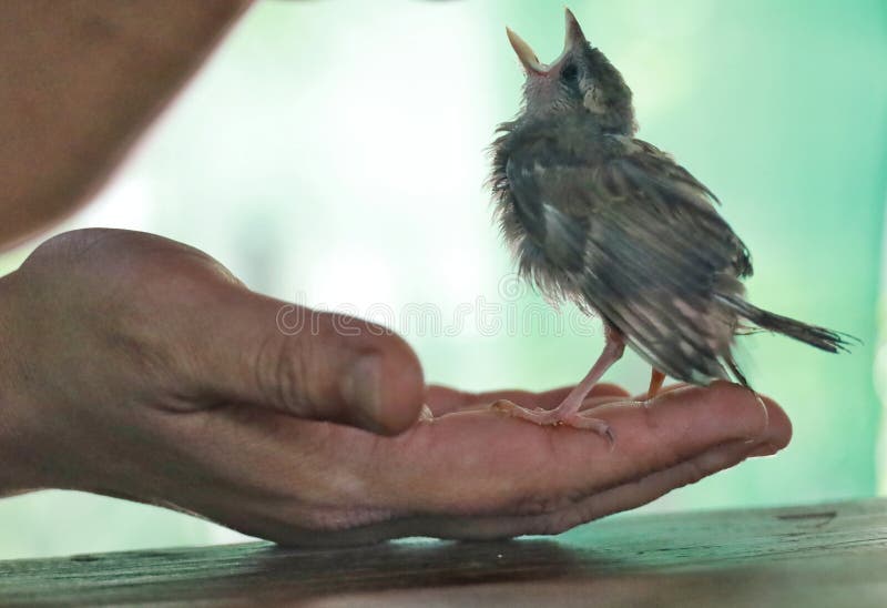 The Sparrow Cub that Was Placed in My Hand Stock Image - Image of face ...
