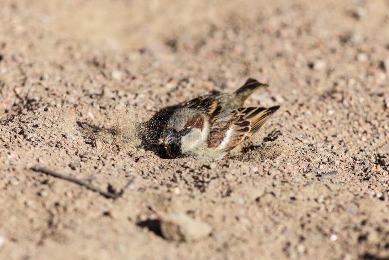 Sand bath stock photo. Image of sparrow, earth, flock - 19935246