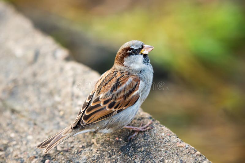 Sparrow Eating Bread. Small Bird Wild Animals Stock Image - Image of ...
