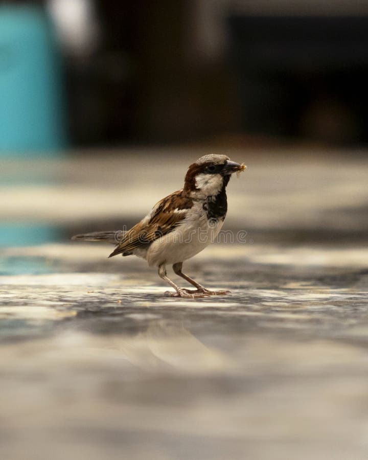 Macro Shot of Sparrow Eating Insects Stock Image - Image of flock ...