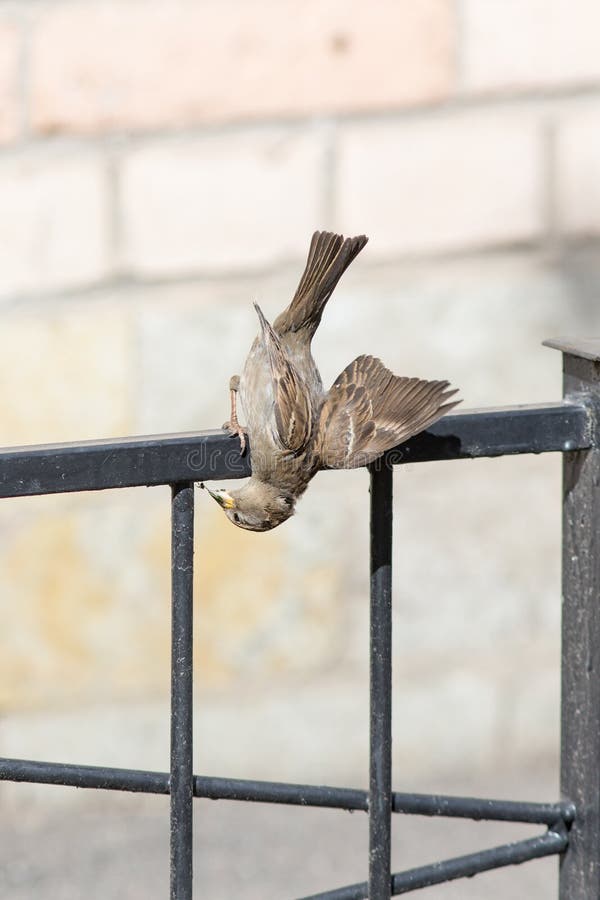Sparrow eating a spider stock photo. Image of feather - 70816480