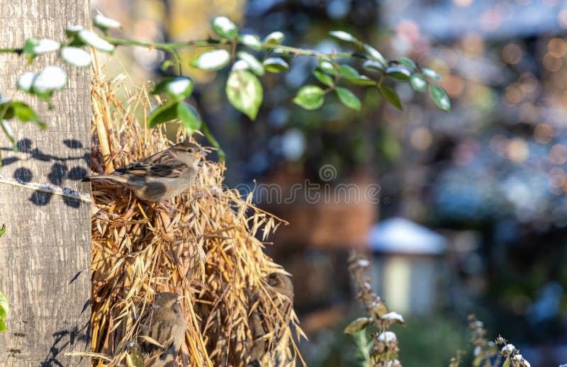 Sparrow Eats Ears of Grain. Bird Feeder in the Park Stock Image - Image ...