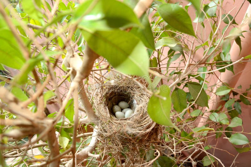 Chipping Sparrow Egg stock image. Image of evergreen, birth - 871521