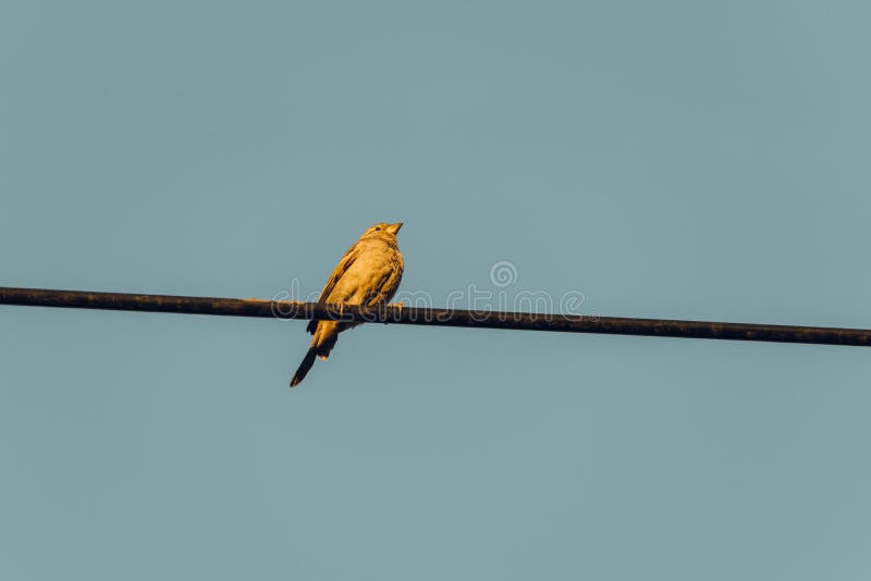 Sparrow on an Electric Cable Stock Photo - Image of feather, cable ...