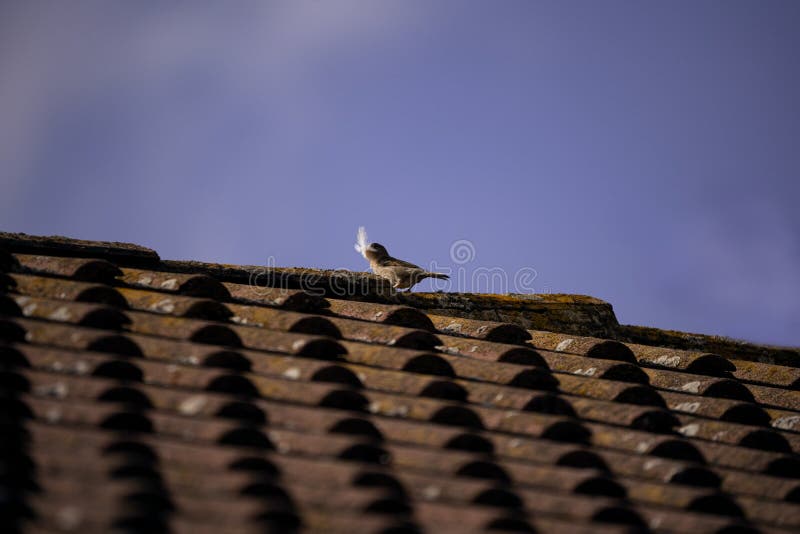 Sparrow with a feather stock image. Image of rooftop - 216948369