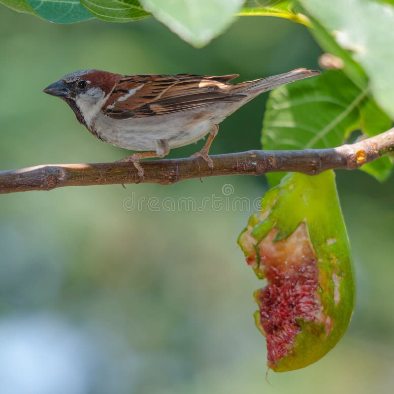 Sparrow and fig stock photo. Image of passerine, leaves - 55278608