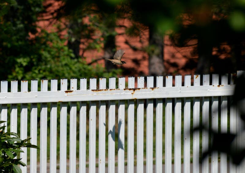 Sparrow In Flight Little Brown Bird Stock Image - Image of sparrow ...