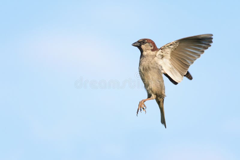 Sparrow Flying in the Air Along To Spread Its Wings Stock Image - Image ...