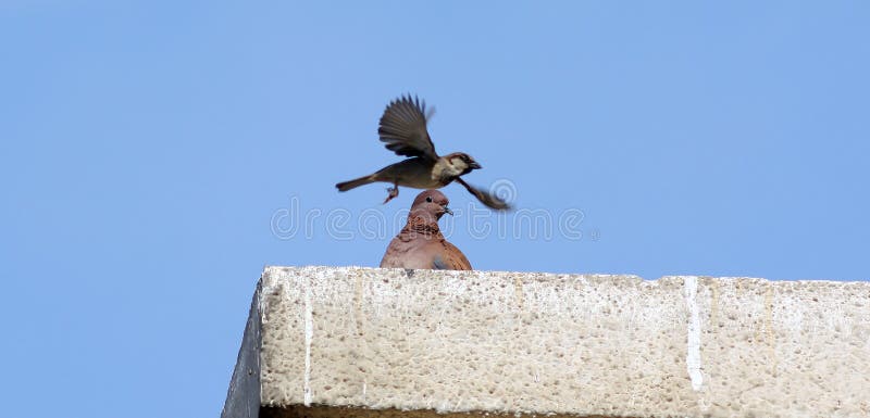 Sparrow stock photo. Image of wall, sparrow, sunlight - 58192468
